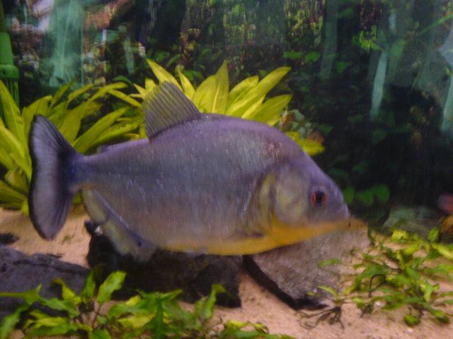 Serrasalmus gibbus – Color Aquatics