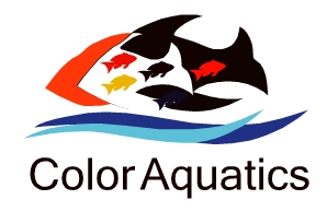 Color Aquatics - Tropical Fish Online Store - Piranha Catfish Cichlids