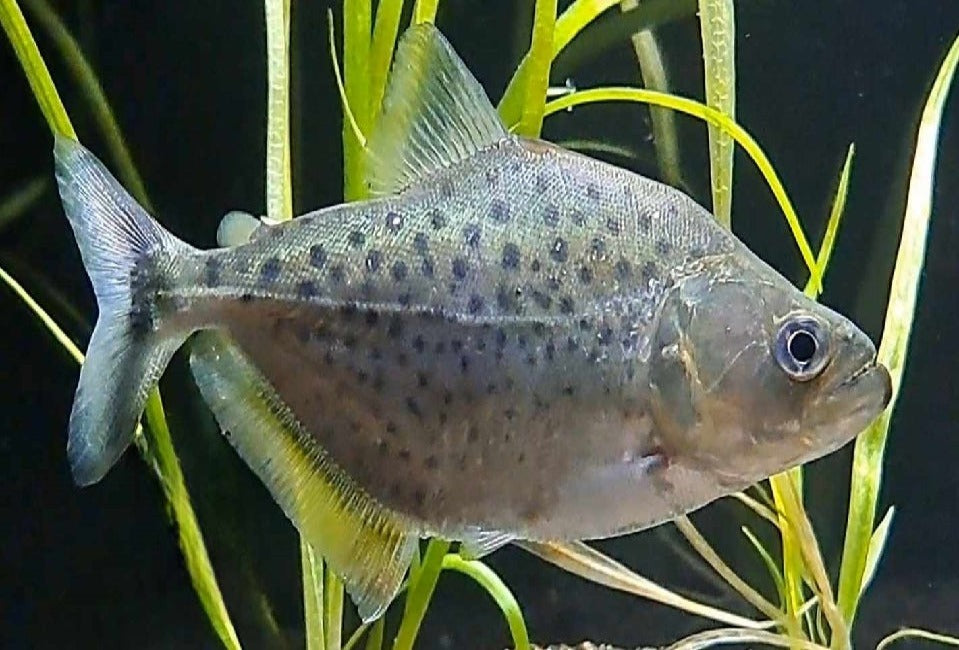 Serrasalmus irritan – Color Aquatics