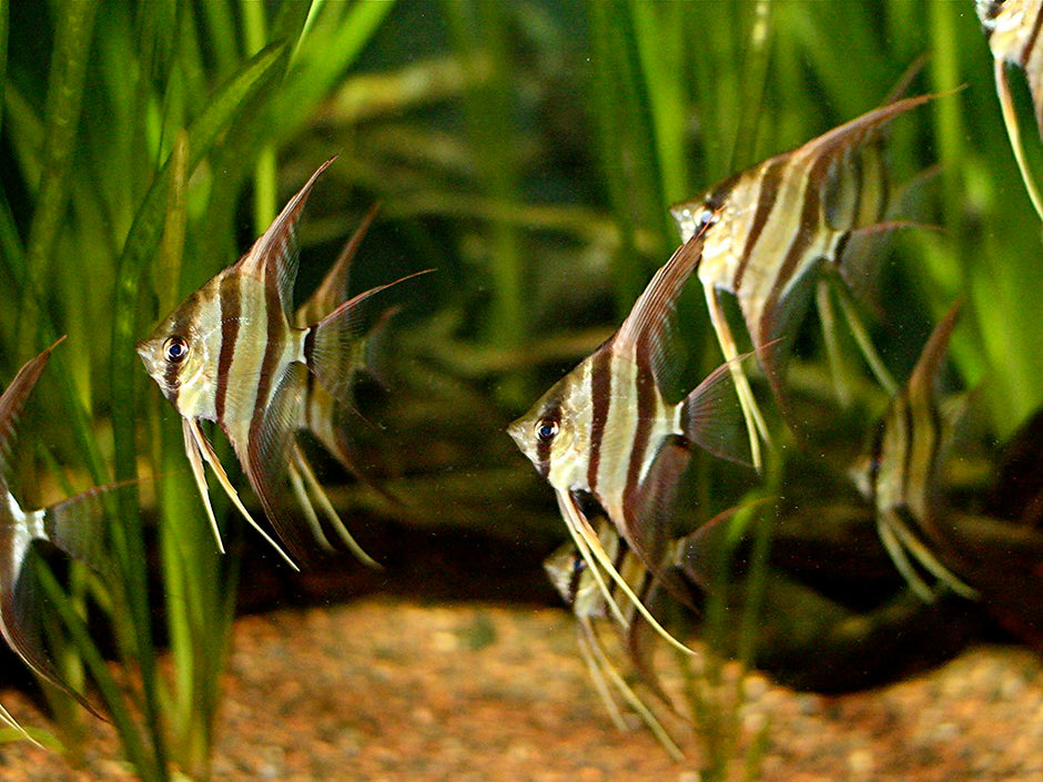 Color Aquatics - Tropical Fish Online Store - Piranha Catfish Cichlids